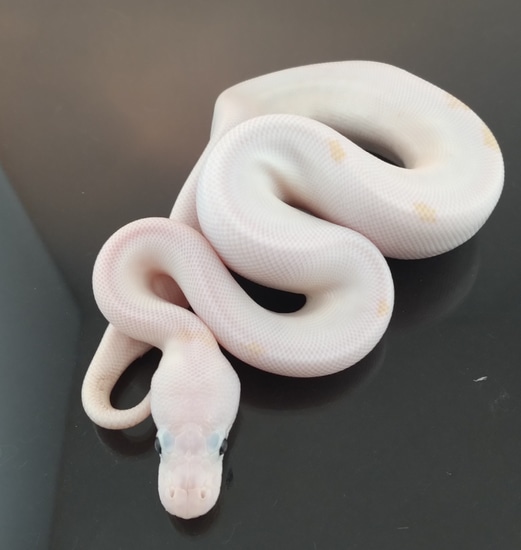 Super Fire Ball Python by JT’s Exotics