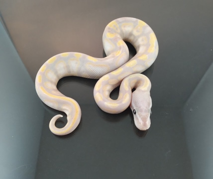 Super Banana Enchi 100% Het Pied Ball Python by JT’s Exotics - MorphMarket