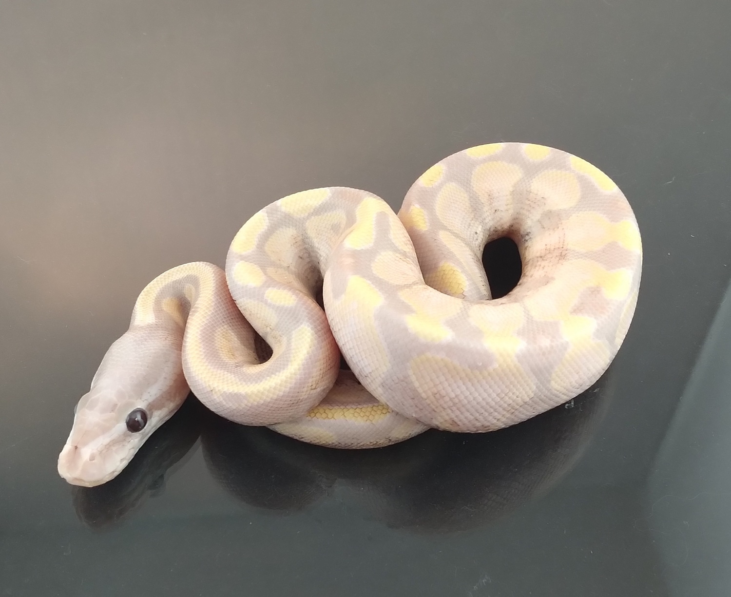 Super Banana Enchi 100% Het Pied Ball Python by JT’s Exotics - MorphMarket