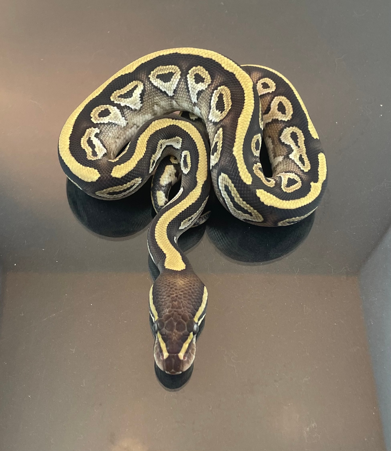 Mojave Ball Python by JT’s Exotics - MorphMarket
