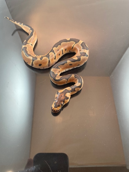 Blade Clown Ball Python by JT’s Exotics