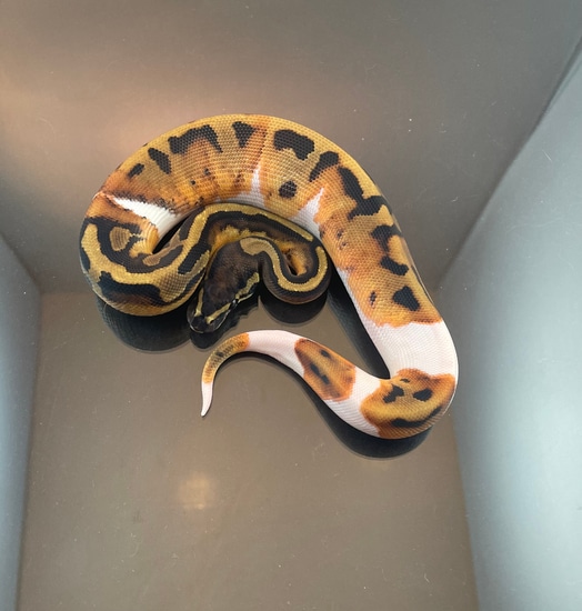 Piebald Ball Python by JK’s Exotics