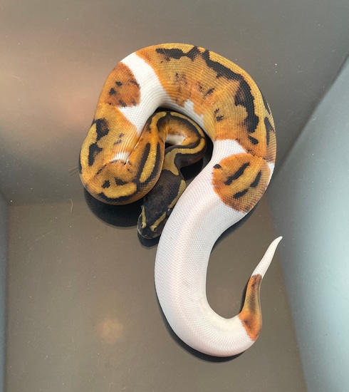 Piebald Ball Python by JT’s Exotics