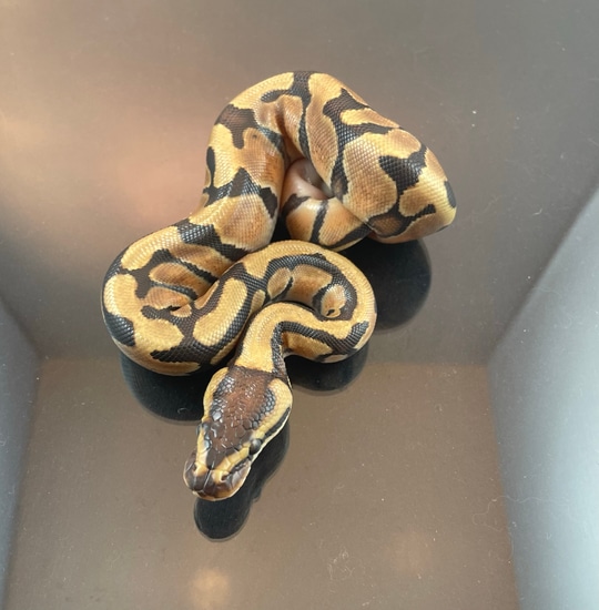 Enchi Het Clown Ball Python by JK’s Exotics