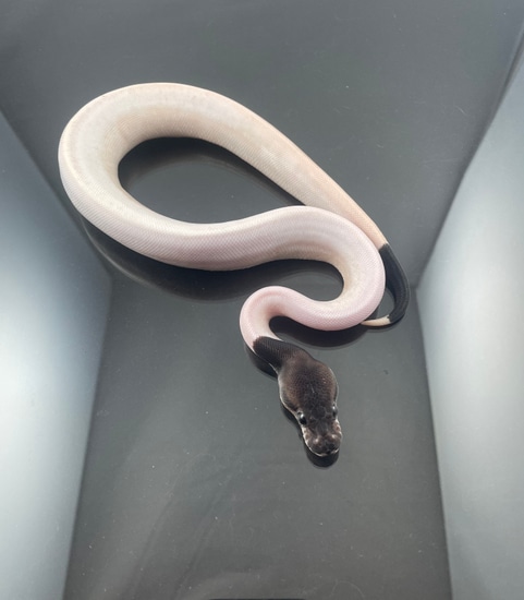 Panda Pied Ball Python by JT’s Exotics
