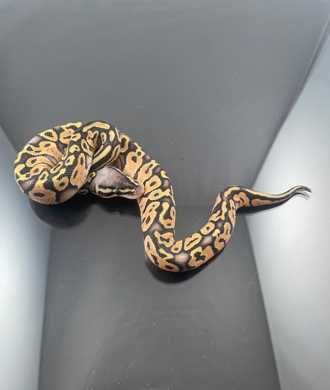 Super Pastel Ball Python by JT’s Exotics - MorphMarket