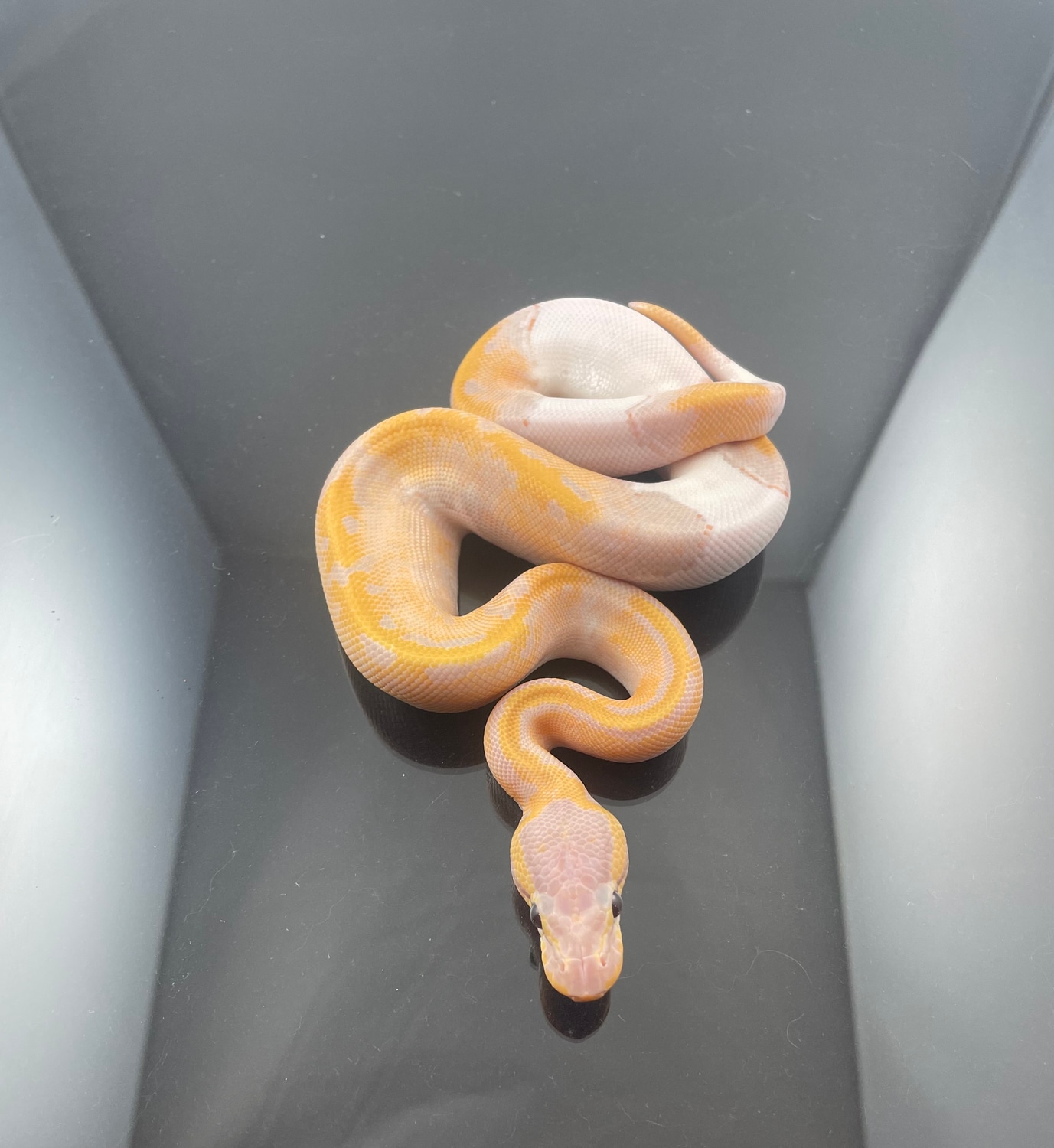 Banana Enchi Pinstripe Piebald Possible Leopard Ball Python by JT’s Exotics - MorphMarket
