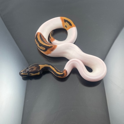 Banana Leopard Piebald Ball Python by JT’s Exotics - MorphMarket