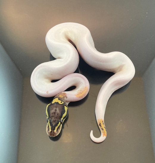 Pastel Super Asphalt Pied 2ET Ball Python by JT’s Exotics
