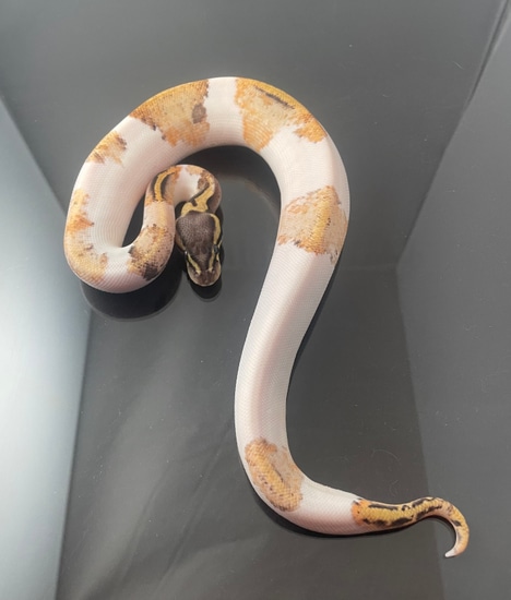 Pastel Asphalt Pied Ball Python by JT’s Exotics