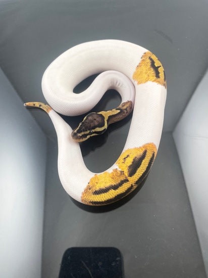 Pastel Asphalt Pied Ball Python by JK’s Exotics