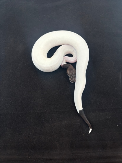 Panda Pied Ball Python by JK’s Exotics