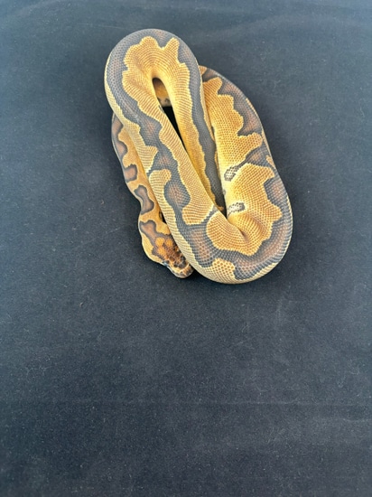 Enchi Blade Clown Ball Python by JK’s Exotics
