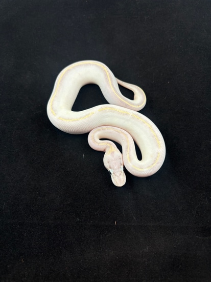 Ivory 50% Het Pied Ball Python by JK’s Exotics