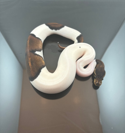 Black Pastel Piebald Ball Python by JK’s Exotics