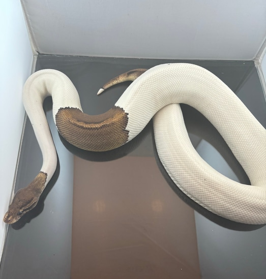 Black Pastel Piebald Ball Python by JT’s Exotics