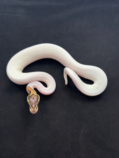 Pastel Super Asphalt Pied Ball Python by JT’s Exotics