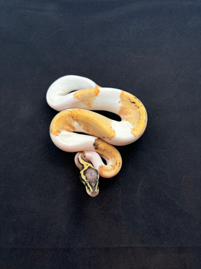 Pastel Asphalt Pied Ball Python by JT’s Exotics