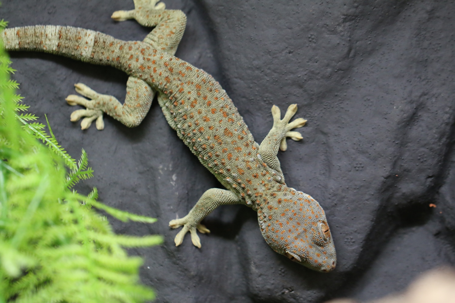 CBB HET Powder Blue Tokay Gecko by Tokay Smart - MorphMarket