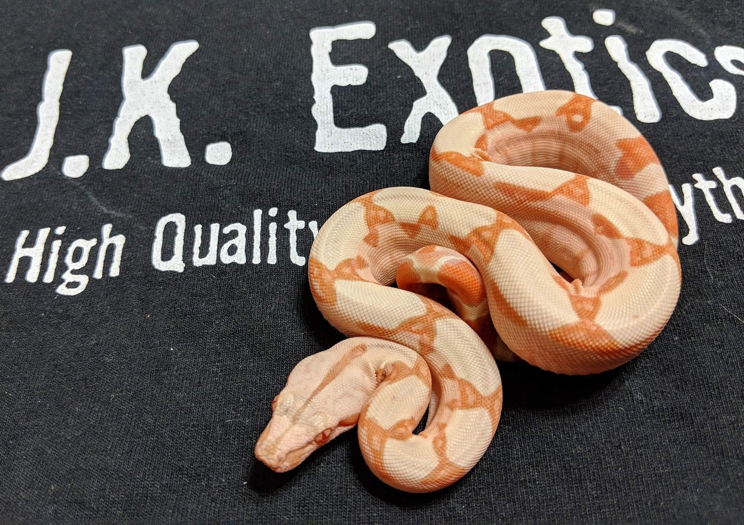Sunglow Ph Moonglow Boa Constrictor by J.K. Exotics - MorphMarket