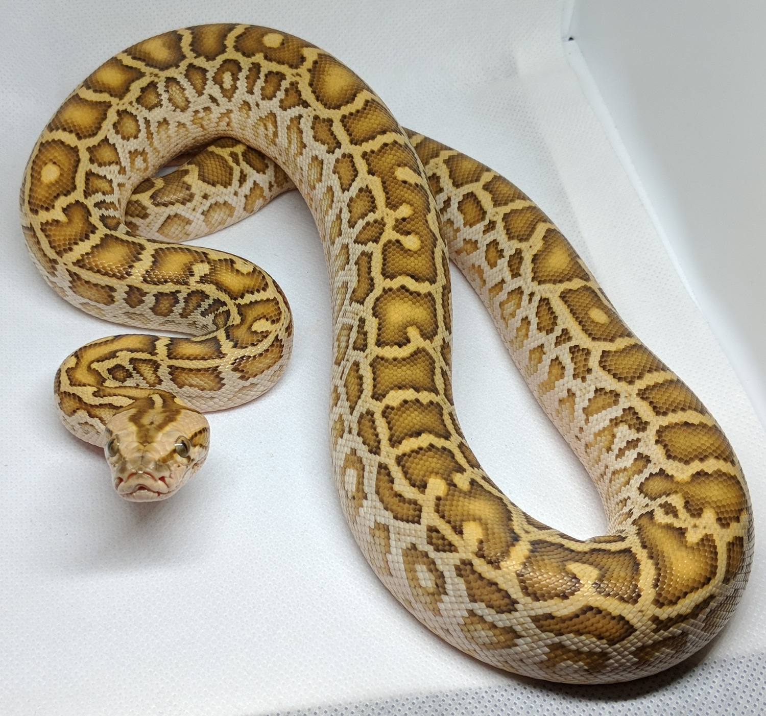 Hypo 100% Het Granite 50% Ph Albino Lab Burmese Python by J.K. Exotics ...