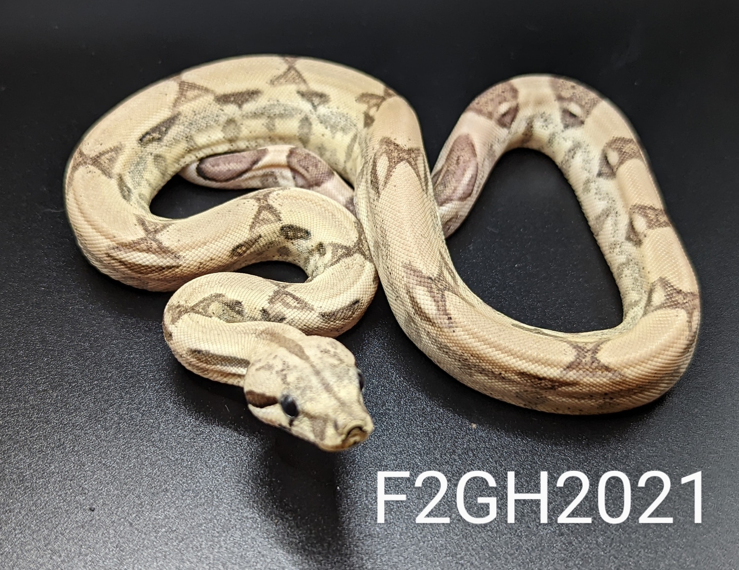 Ghost Het Moonglow Boa Constrictor by J.K. Exotics - MorphMarket