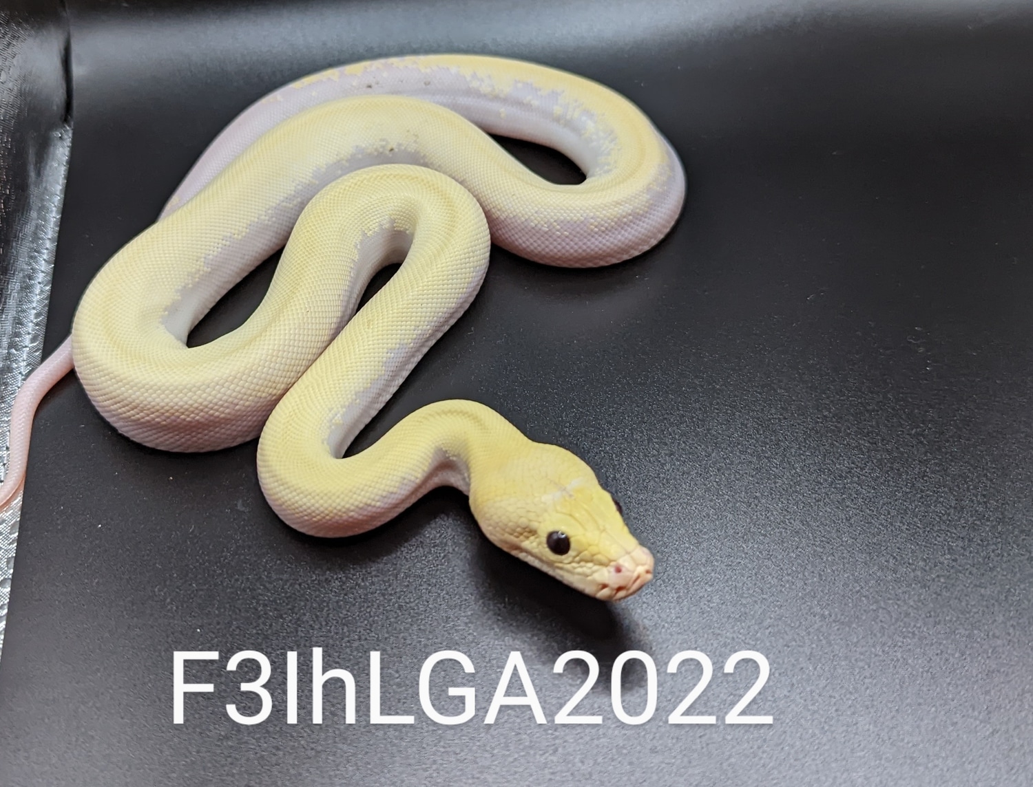 Ivory TH Lab Granite Albino Burmese Python by J.K. Exotics - MorphMarket