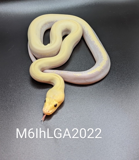 Ivory TH Lab Granite Albino Burmese Python by J.K. Exotics