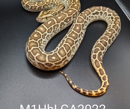 Ivory TH Lab Granite Albino Burmese Python by J.K. Exotics - MorphMarket