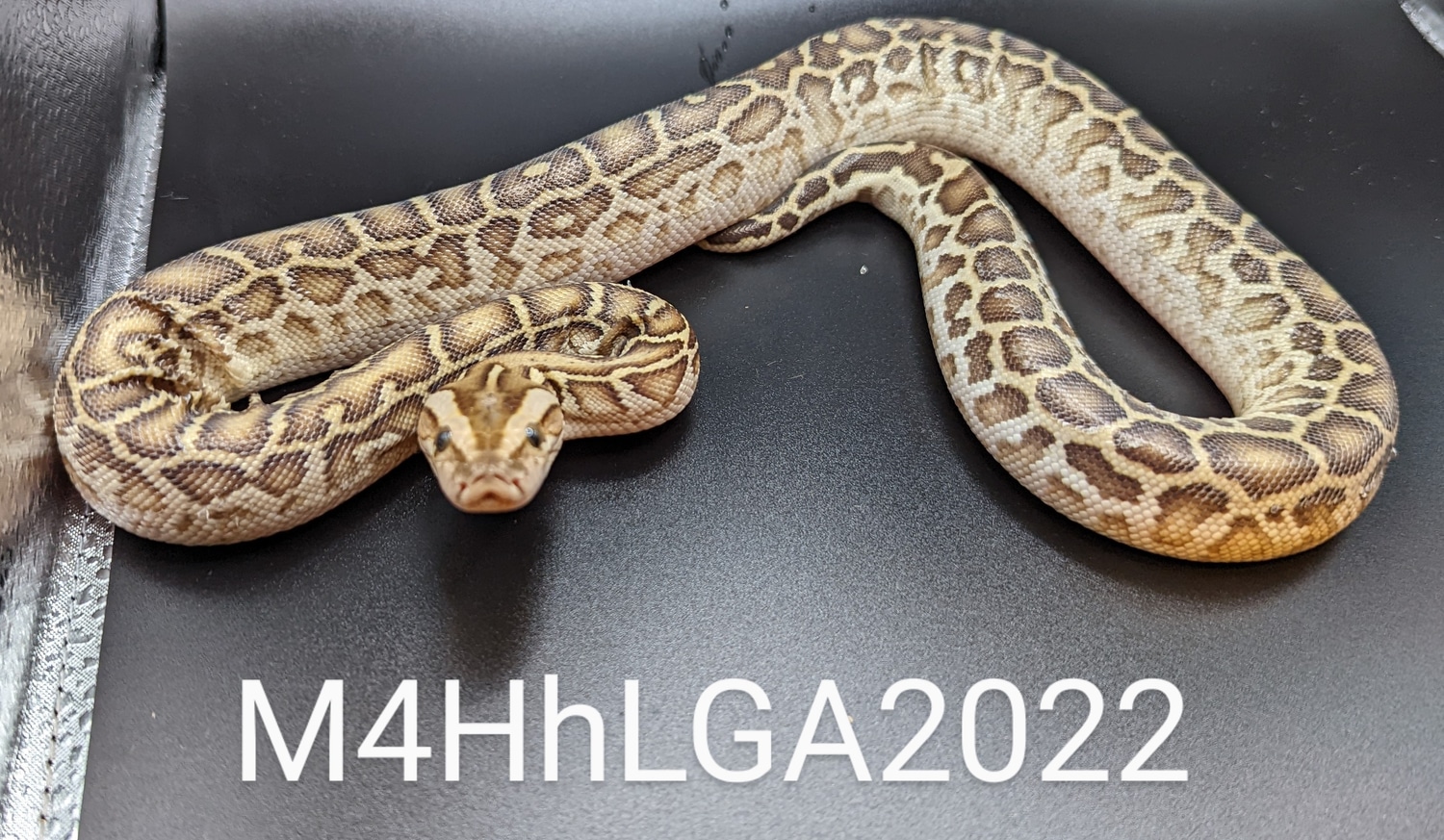 Hypo TH Lab Granite Albino Burmese Python by J.K. Exotics - MorphMarket