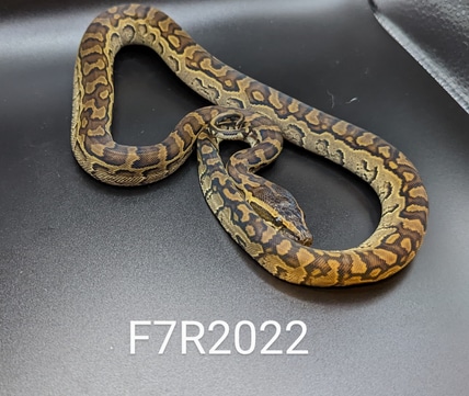 2022 Rock Python by J.K. Exotics - MorphMarket