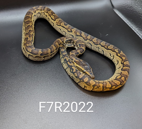 Rock Python by J.K. Exotics