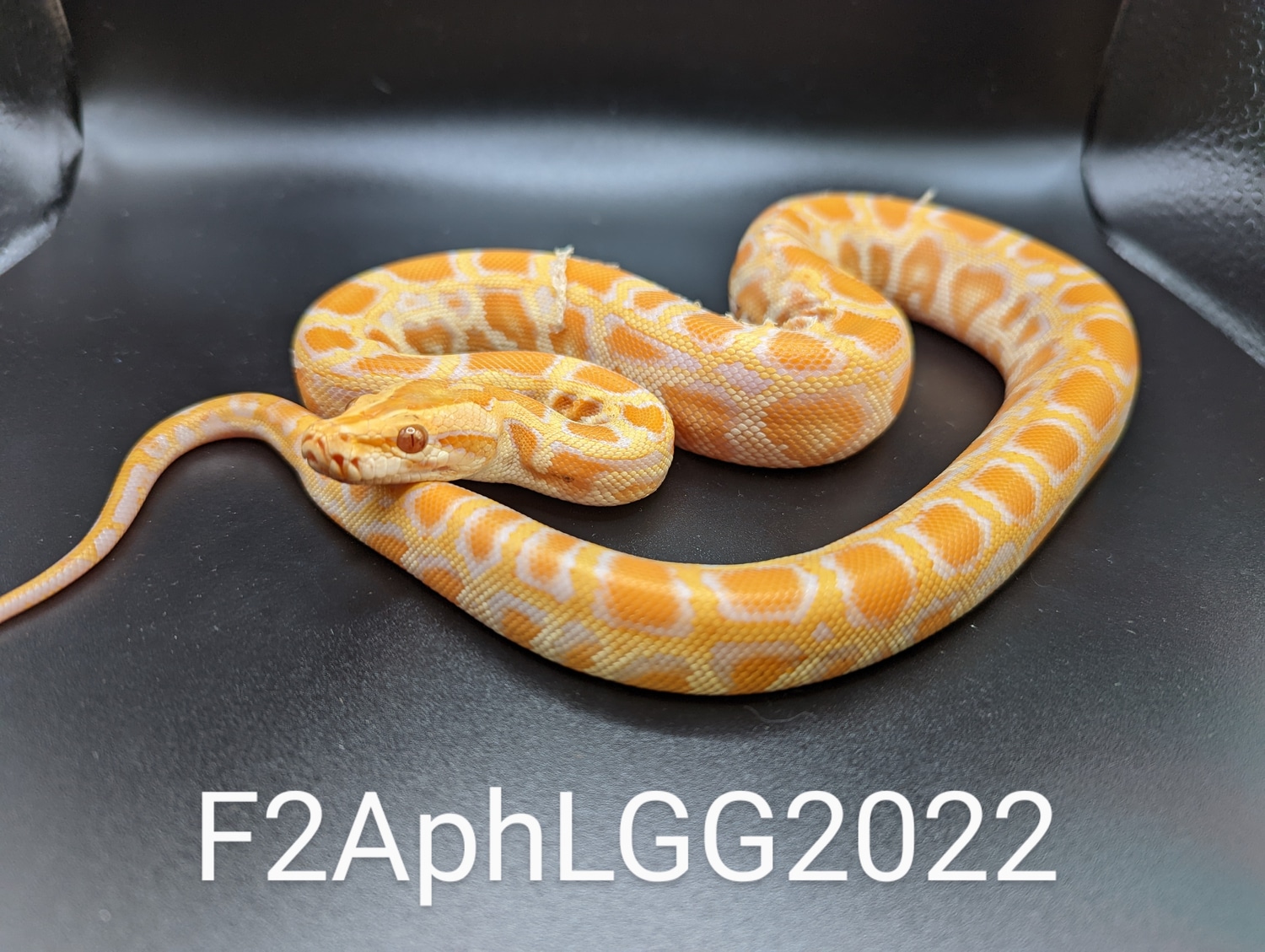 Albino Ph Lab Green Granite Burmese Python by J.K. Exotics - MorphMarket