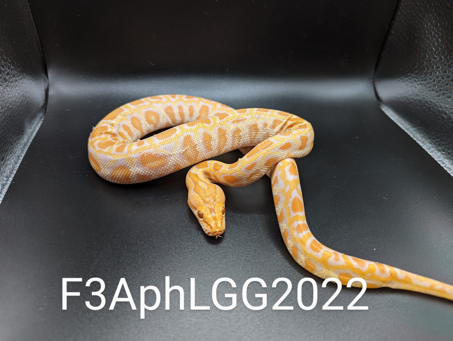 Albino Ph Lab Green Granite Burmese Python by J.K. Exotics - MorphMarket