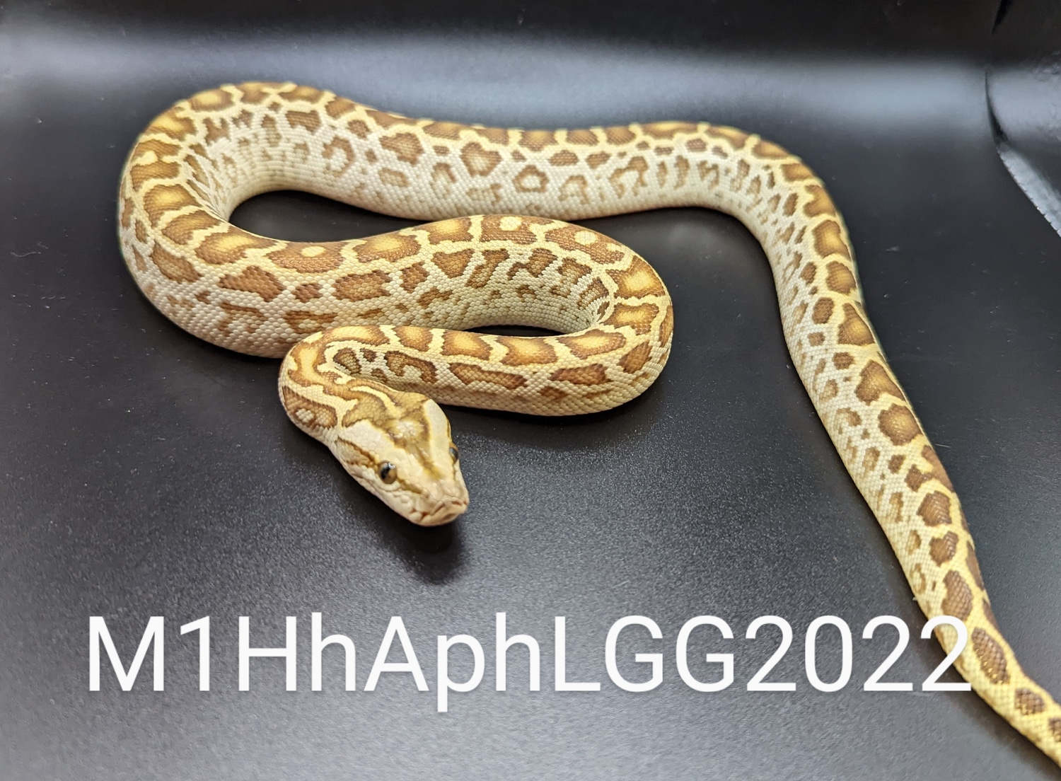 Hypo Het Albino Ph Lab Green Granite Burmese Python by J.K. Exotics ...