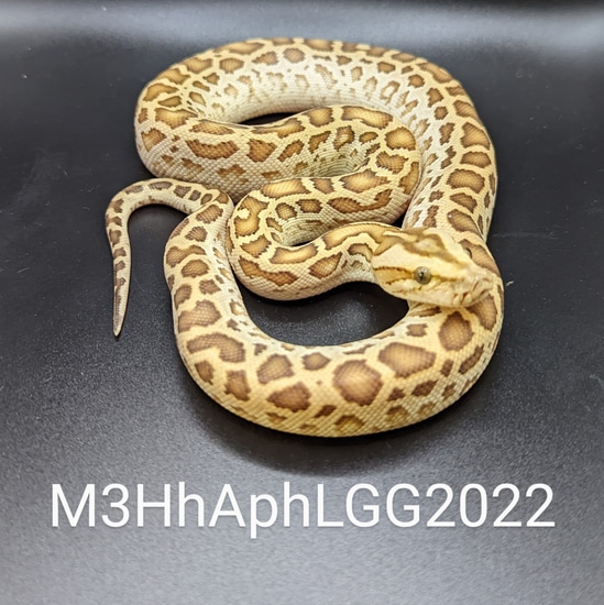 Hypo Het Albino Ph Lab Green Granite Burmese Python by J.K. Exotics