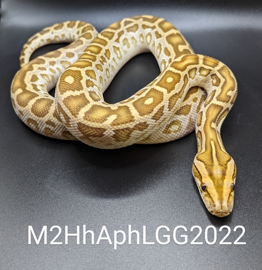 Hypo Het Albino Ph Lab Green Granite Burmese Python by J.K. Exotics