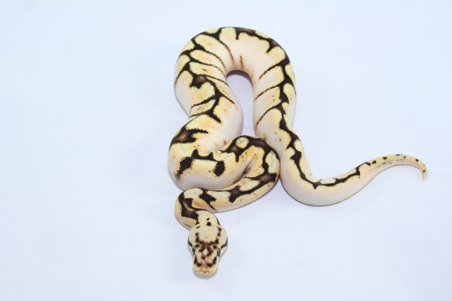 OD Calibee Ball Python by Freaks of Nature Reptiles - MorphMarket