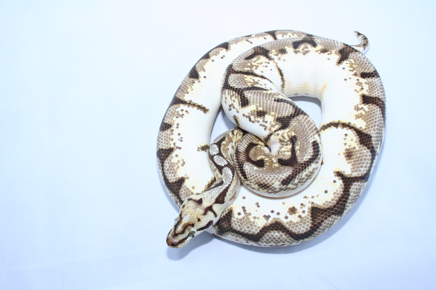 Fire Bumblebee Calico Ball Python by Freaks of Nature Reptiles ...