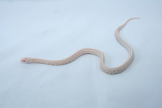 Snow Tessera Possible Het Caramel And Stripe (Possible Super Tessera ...