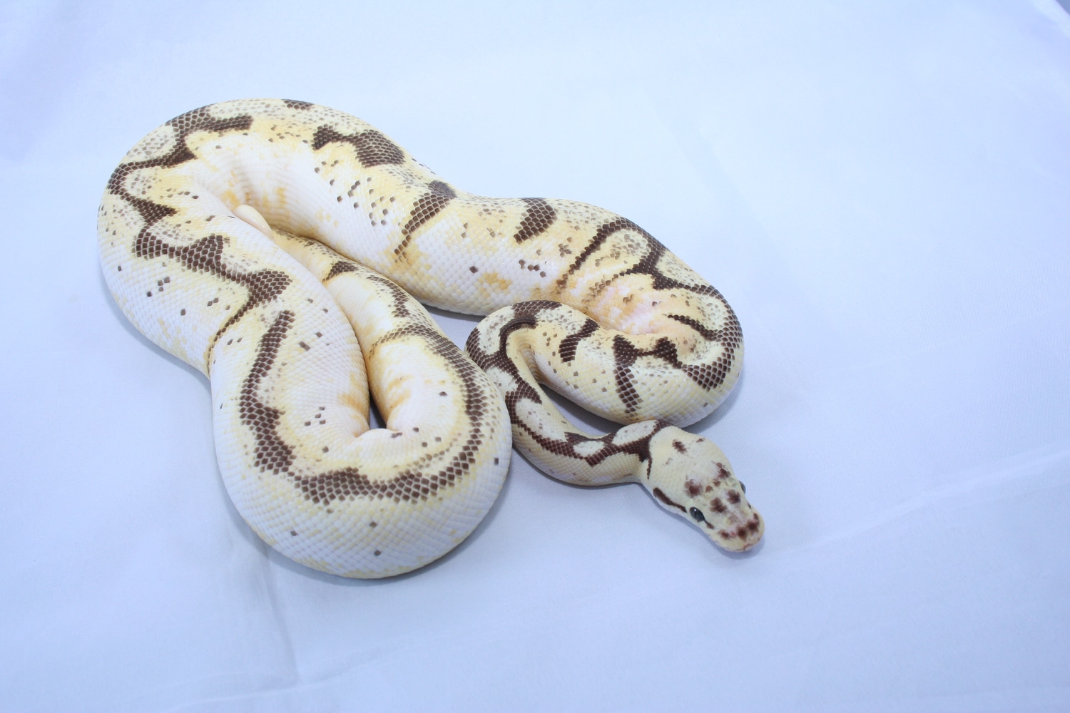 OD Firebee Calico YB Ball Python by Freaks of Nature Reptiles - MorphMarket