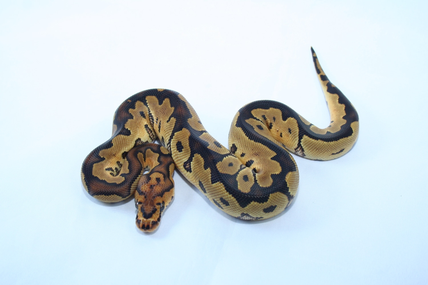 Clown Ball Python by Freaks of Nature Reptiles - MorphMarket