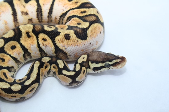 OD Pastel Calico Ball Python by Freaks of Nature Reptiles