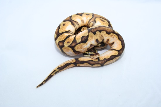 OD Enchi Pastel Calico Ball Python by Freaks of Nature Reptiles
