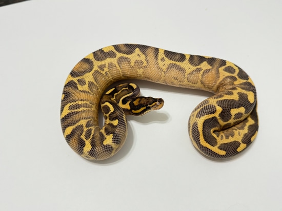 Leopard Highway Ball Python by Freaks of Nature Reptiles