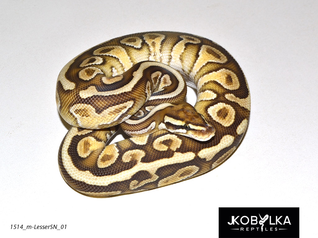 Lesser Spotnose Ball Python by KINOVA - MorphMarket