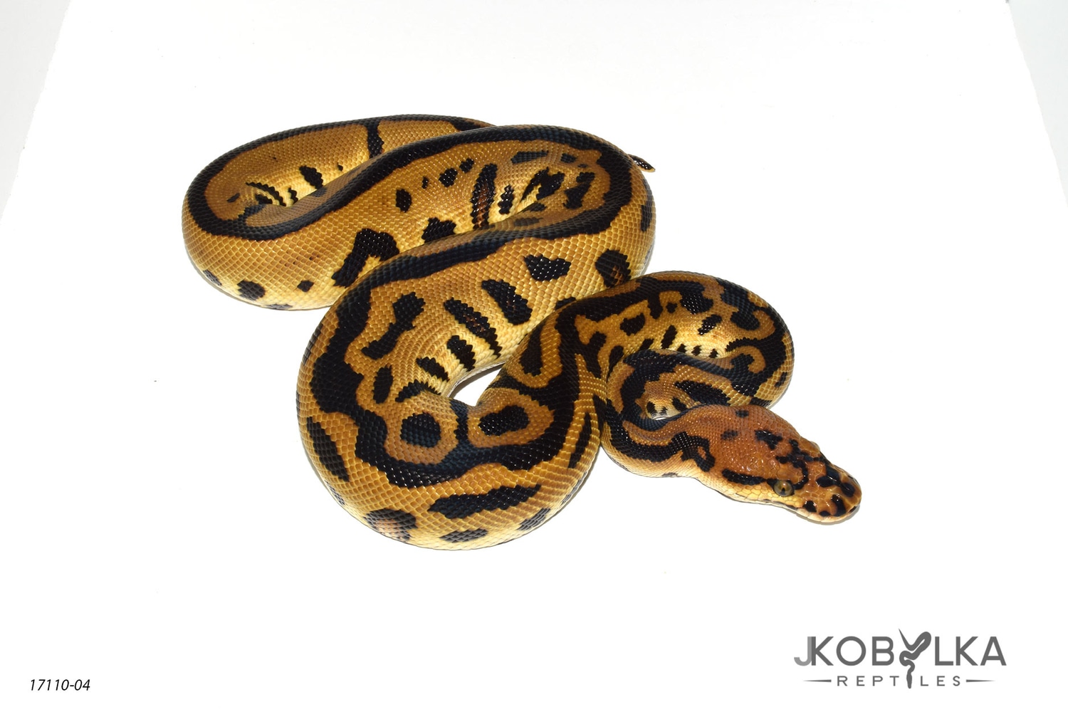 Batman (Leopard Spotnose Clown) Ball Python by KINOVA - MorphMarket
