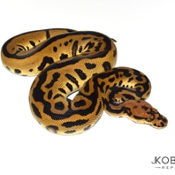 Batman (Leopard Spotnose Clown) Ball Python by KINOVA - MorphMarket