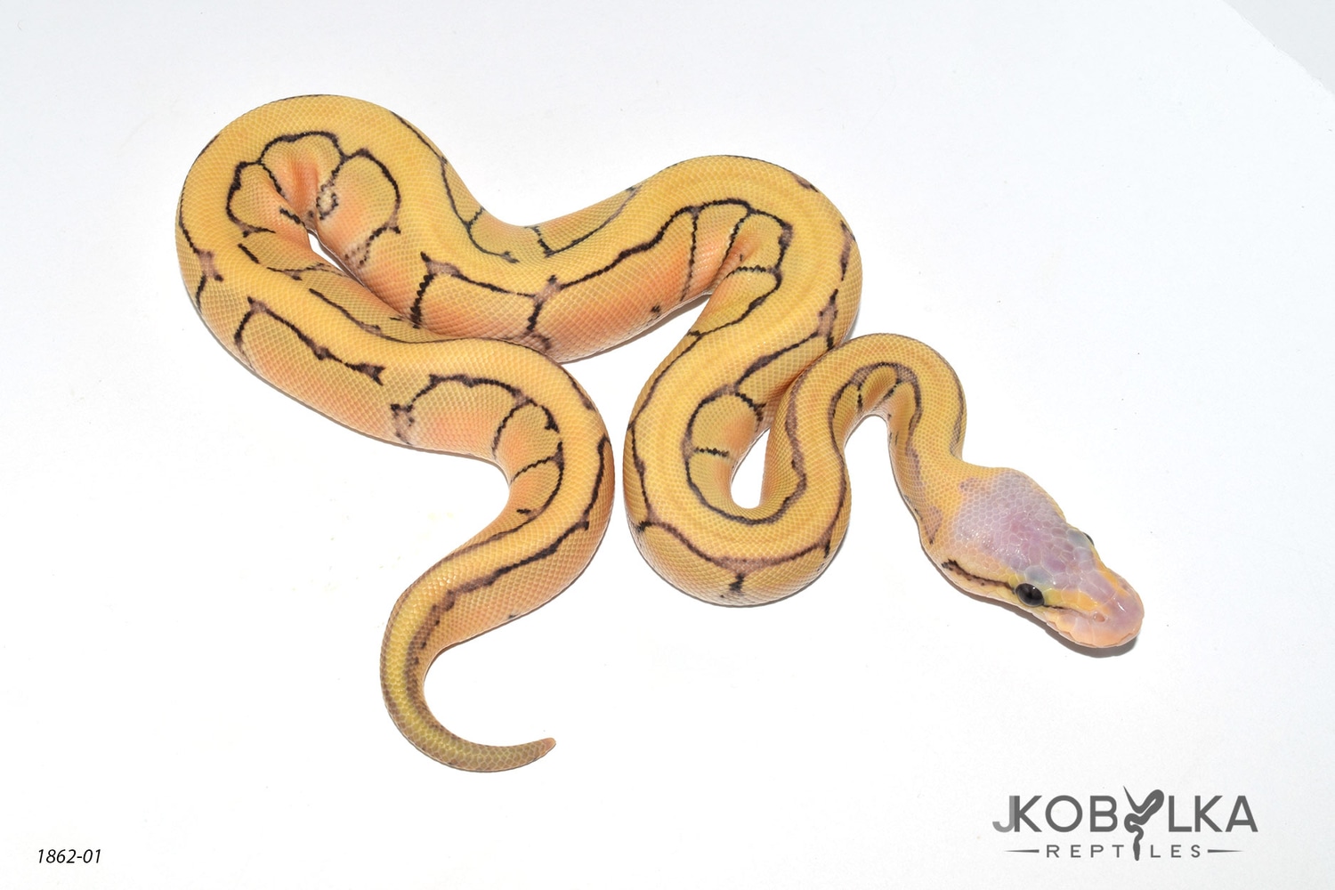 OD Lemonblast Desert Ghost Ball Python by KINOVA - MorphMarket