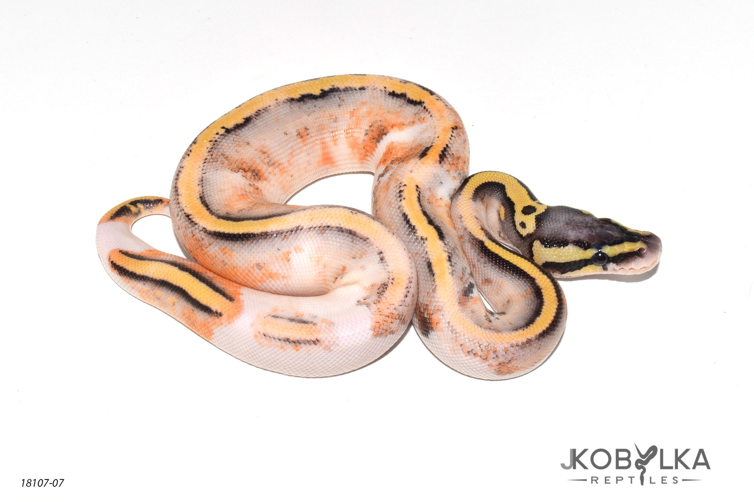 Killer Gravel Or YB Pied Ball Python by KINOVA - MorphMarket